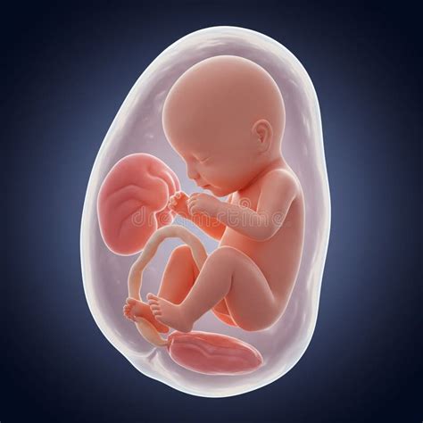 Amniotic Fluid Coloring Pages