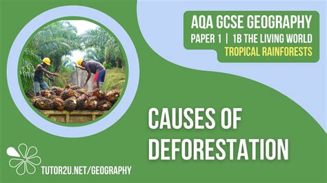 Causes Of Deforestation