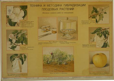 Diagram Of Pollen Extraction Poster Museum