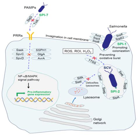 Salmonella Typhi Bacteria Structure