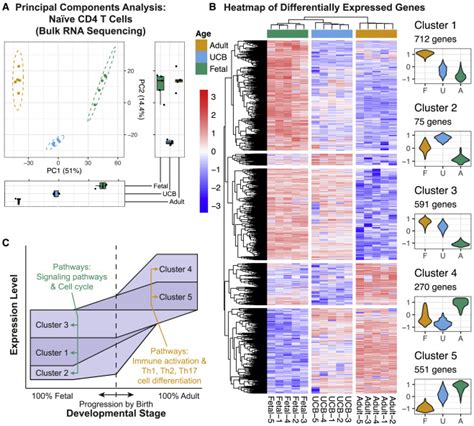 Single Cell Mapping Of Progressive Fetal To Adult Transition In Human