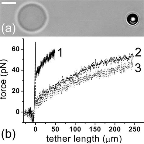 A Micrograph Of The Tether Extraction Experiment At Constant