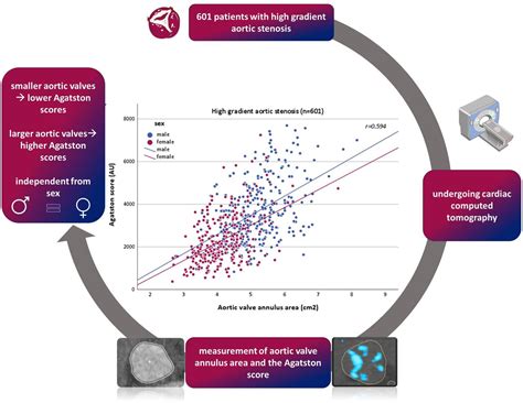 Aortic Valve Size Determines The Degree Of Valve Calcification In