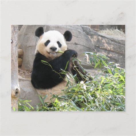 Panda Snack Postcard Zazzle In 2024 Panda Postcard Panda Bear