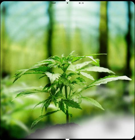 Growtech Solutions Identity Website Design And Webflow Behance