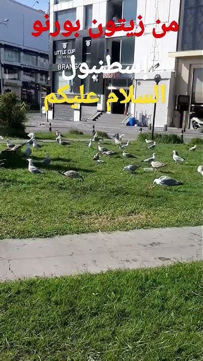 إسطنبول زيتون بورنو تحياتي للجميع Youtube