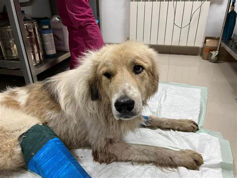 Dushko Vermittlungsportal Der Hilfe Für Hsh Ev