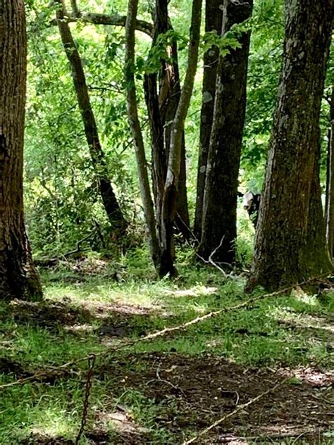 Get Out Backpacking Weekend Gem Three Peak And Grayson Highlands Loop Get Out Backpacking