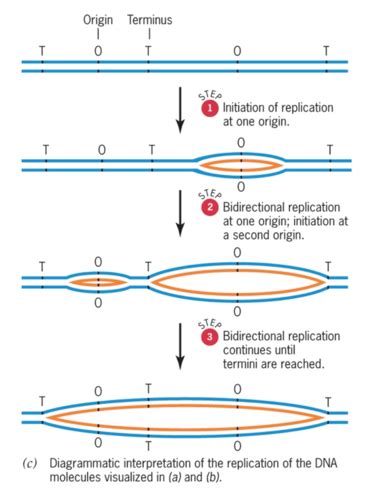 Bidirectional Replication