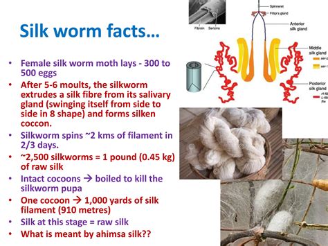 Lecture 8 Types Of Silk Wormpptx