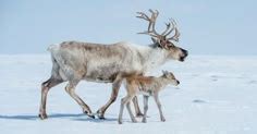 Wild Reindeer Of Iceland Antlered Deer Close Up Reindeer Reference