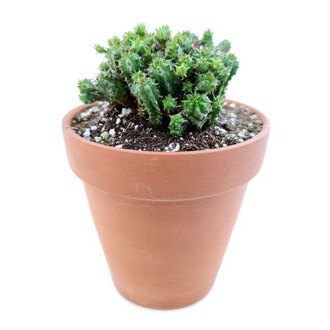 Euphorbia Monstrose Cactus Euphorbia Submammillaris Rare Drought