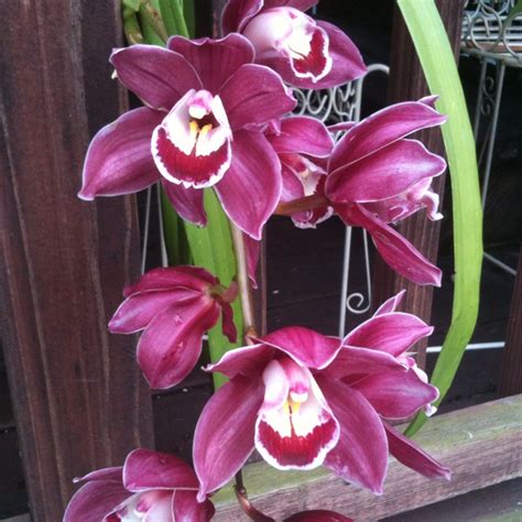Cymbidium Orchids Beautiful Flowers For Your Garden Interesting