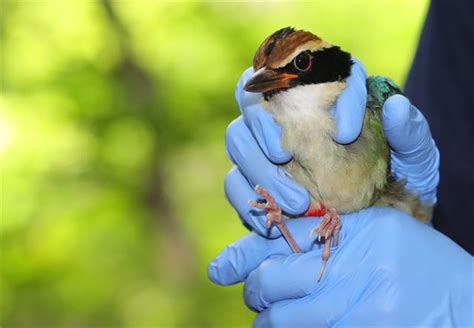 구사일생 ‘팔색조 자연의 품으로 한국일보