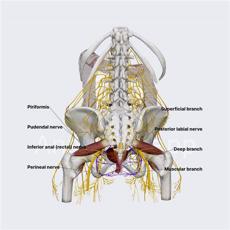 Pudendal Nerve Female Pelvis Anatomyapp