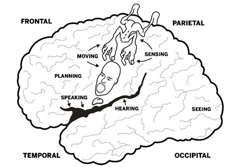 Human Brain Evolution What Fossils Tell Us Dean Falk — Evolutionary