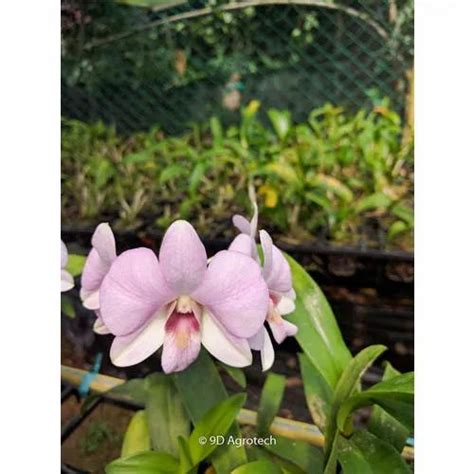 Light Pink Dendrobium Orchid Flower Pot Plant At Rs 400unit