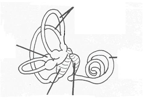 Diagram Of Membranous Labyrinth Of Internal Ear Quizlet