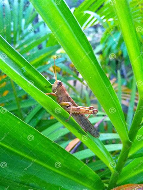 Grasshopper Walking In The Green Leaf Stock Image Image Of Branch Arthropod 273316571