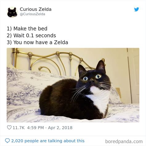 This Funny Cat Named Zelda Takes Over Twitter With Her Funny Posts 45