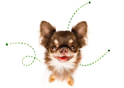 Does Clorox Bleach Kill Fleas 9 Highly Effective Killers