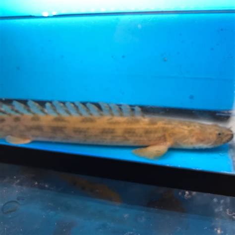 Ansorgii Polypterus For Sale Exotic Fish Shop 774 400 4598