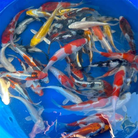 Japanese Koi For Sale Imported Nishikigoi Pik