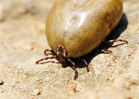Tick Bug On Dogs