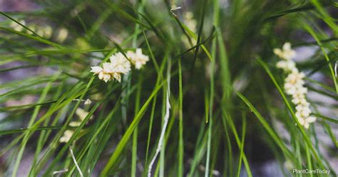 Learn Lomandra Breeze Growing And Care