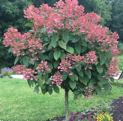 Hydrangea Paniculata Quick Fire Tf Quick Fire Hydrangea Tree Randd