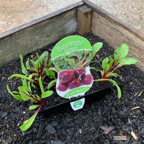 Beetroot Detroit Northcote Nursery