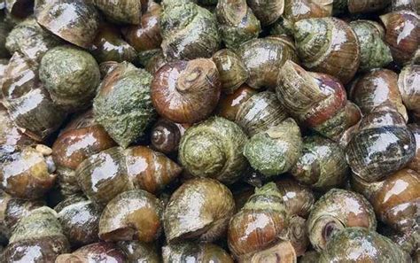 田螺煮多久杀死寄生虫？ 酷钓鱼