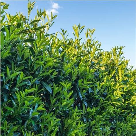 5 Cherry Laurel Large 3ft Multi Stemmed Prunus Rotundifolia Evergreen