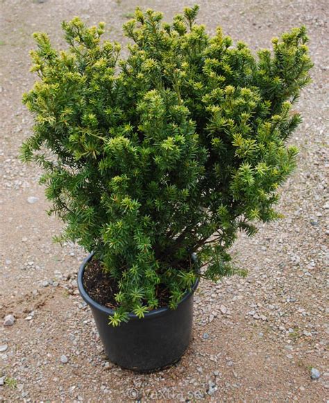 Taxus Nana Cuspidata Fleurexcel Inc