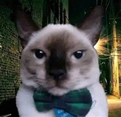 Create Meme Cat Siamese Cat Cat Pictures Meme