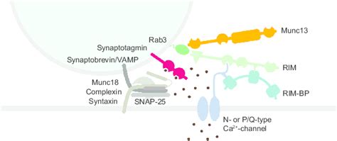 Schematic Model Of Presynaptic Proteins Involved In Synaptic Vesicle Download Scientific