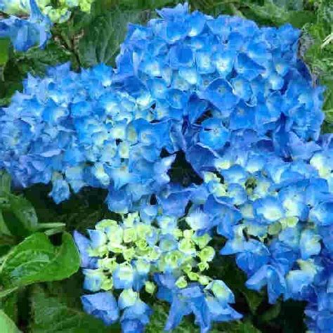 Hortenzija Adria Proizvodnja I Prodaja Sadnica Rasadnik Milić