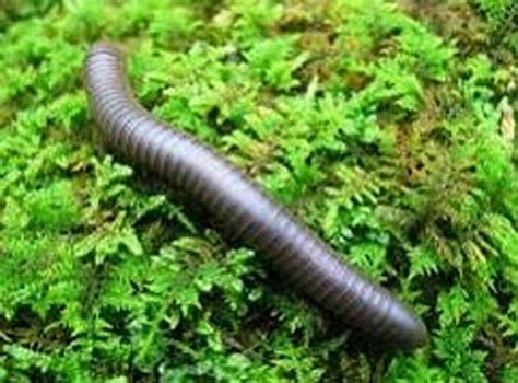 Live Smoky Oak Millipede Narceus Gordanus Educational