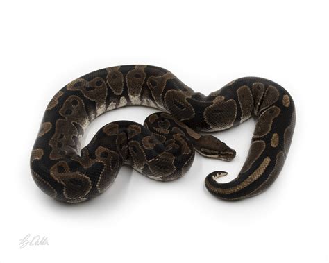 Het Tsk Axanthic Ball Python By Ryans Reptile Outpost Morphmarket