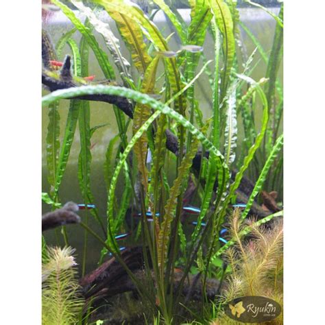 Криптокорина Зворотньоспіральна Cryptocoryne Retrospiralis купити в інтернет магазині Ryukin