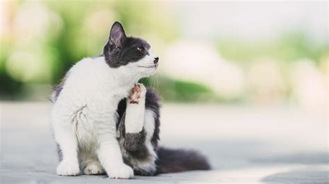 Flea Allergy Dermatitis In Cats Symptoms And Care Tips And Tails Blog
