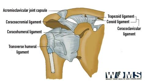 Vertebral Foramen Structures Functions And Clinical Significance Woms