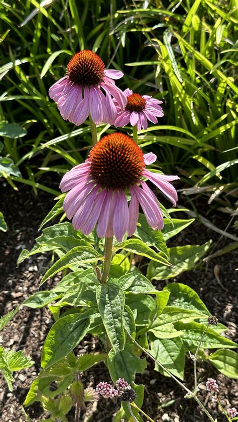 The Perfect Partners Echinacea Companion Planting Guide — Meadowlark Journal
