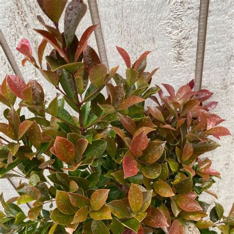 Lily Pilly Purple Rain