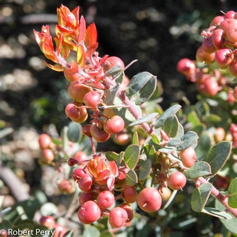 Discover John Dourley Manzanita December Plant Of The Month
