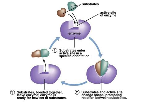 Energy Flow In The Life Of A Cell Ppt Download