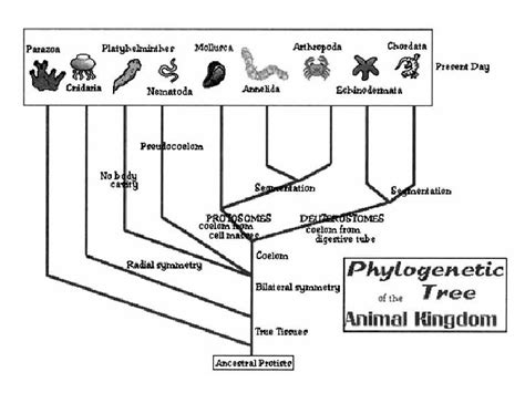 Classification Grouping Of Different Types Of Organisms Based
