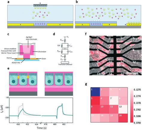 Oect For In Vitro Monitoring Of Non Electrogenic Cells A And B Download Scientific Diagram