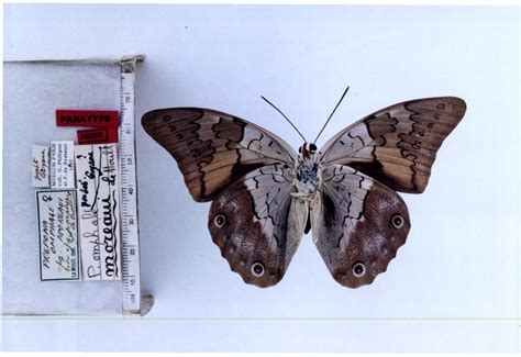 Prepona Laertes Demodice Type Specimens Page 3