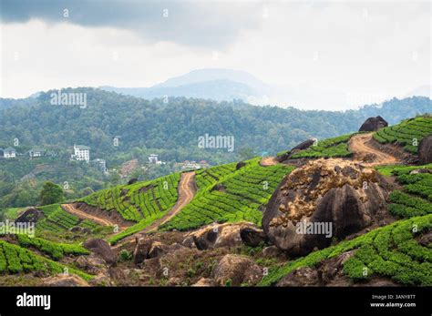 Landscape With Tea Plantation In Kerala View Over Rolling Garden Hills